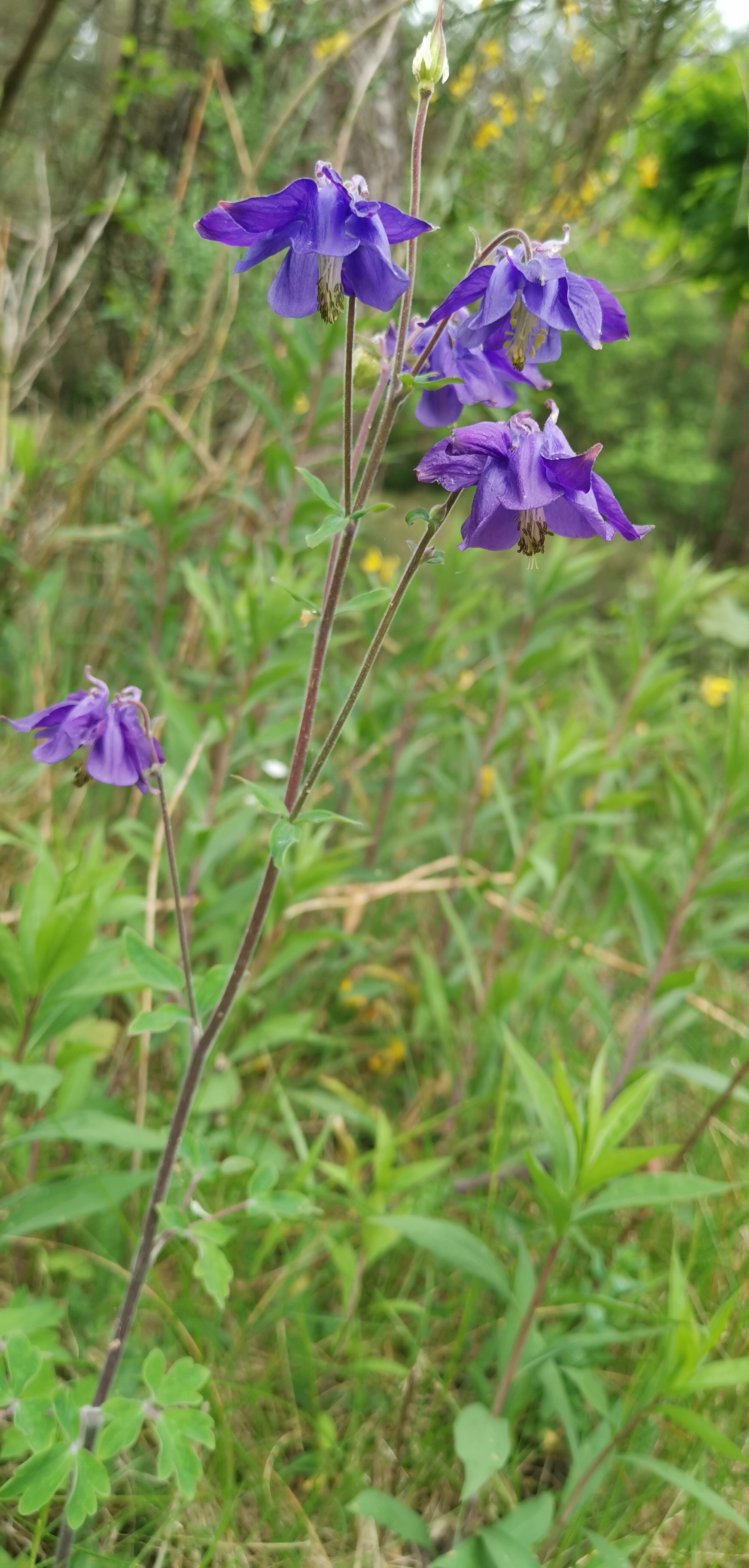 Wilde akelei – De Schuilplaats