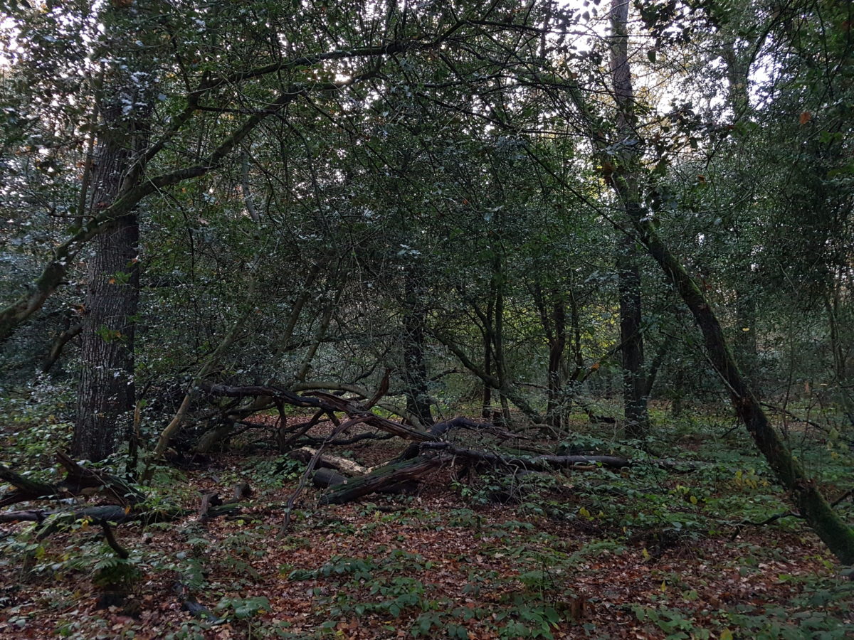 Middeleeuws bos in Drenthe: het Norgerholt – De Schuilplaats